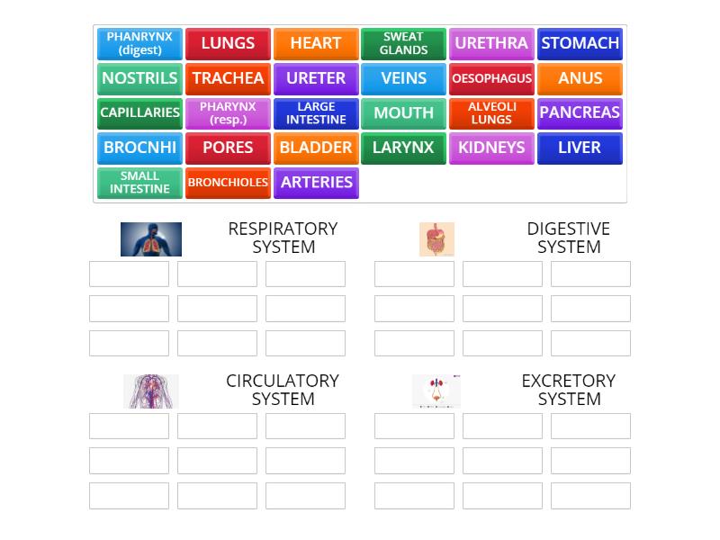 CLASSIFY THE ORGANS: - Group sort