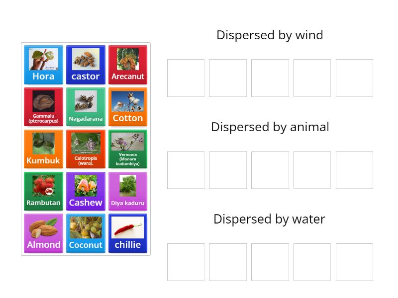 Seed Dispersal - Group sort