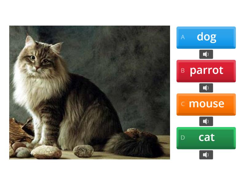 tt1 unit 5 animals - Quiz