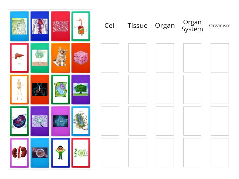 Levels of Organization Sort Practice - Group sort