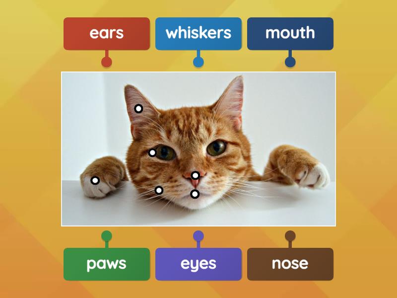 Cat Body Parts - Labelled diagram