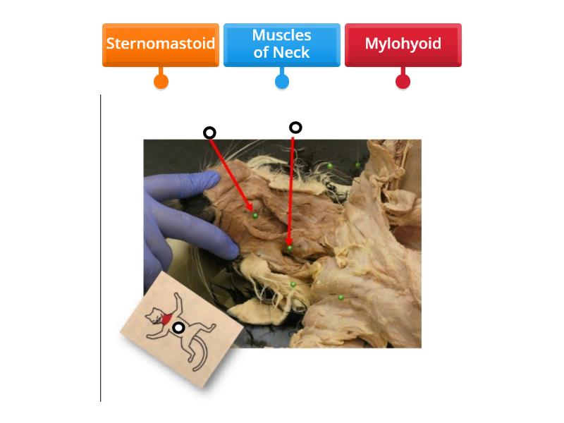 CAT 1 - Labelled diagram