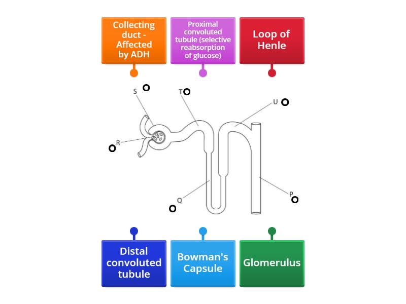 Nephron iGCSE Bio Edexcel - Labelled diagram