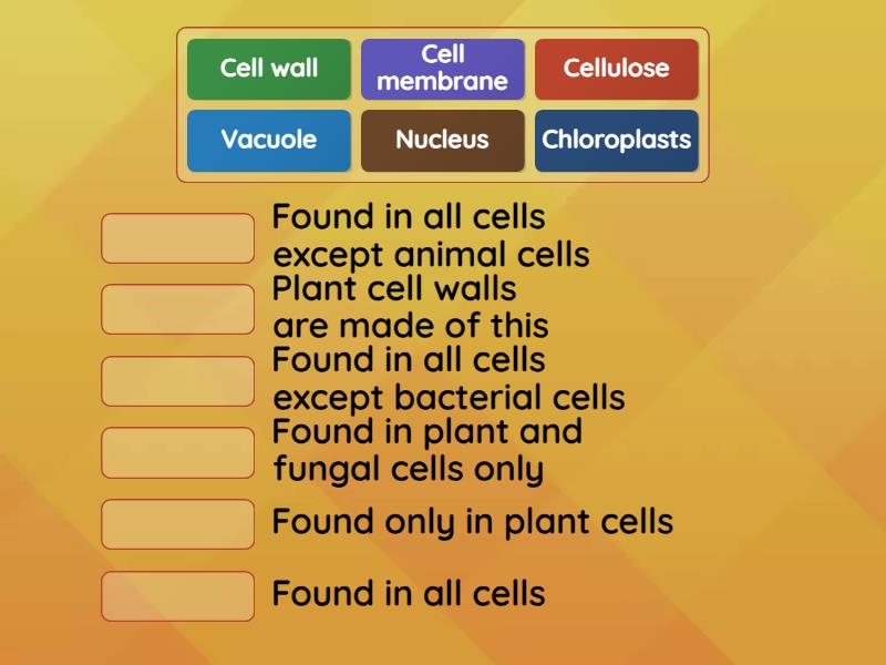 1.1 Braes S3 BGE Cell Structures and Cell Types - Match up