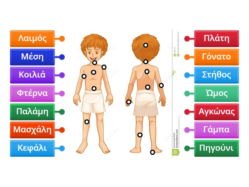 ΜΑΘΑΙΝΩ ΤΟ ΣΩΜΑ ΜΟΥ (Νηπιαγωγείο) - Labelled diagram