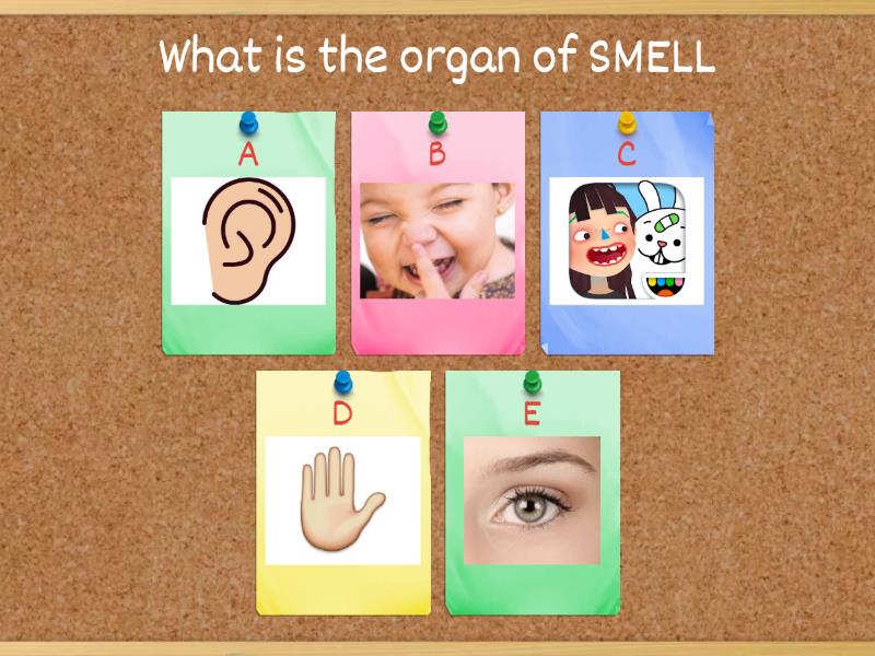 FIVE SENSES - Quiz