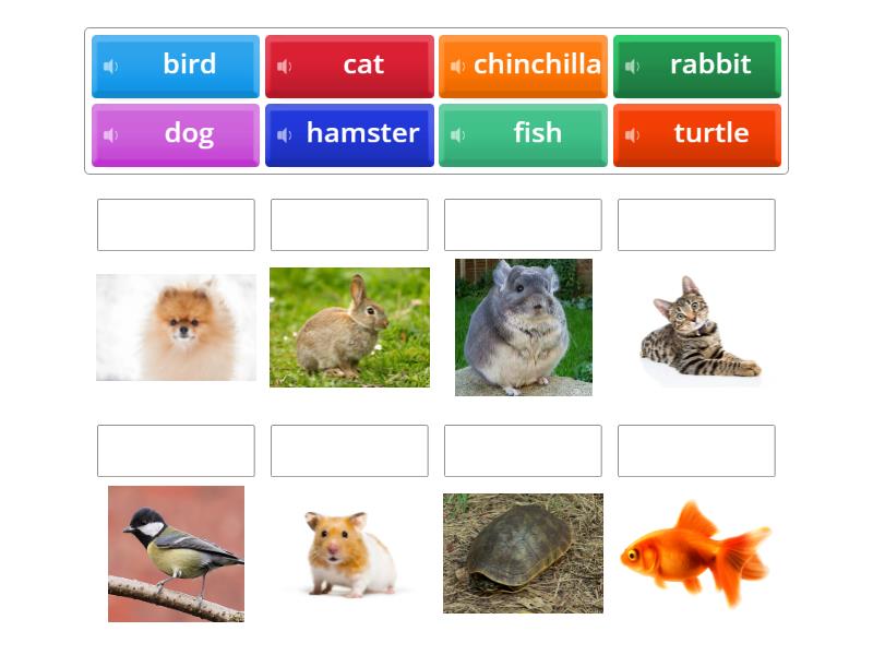 Animals - Match up