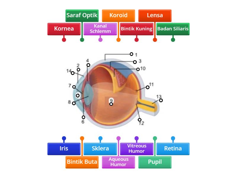 Bagian-bagian Mata - Labelled diagram