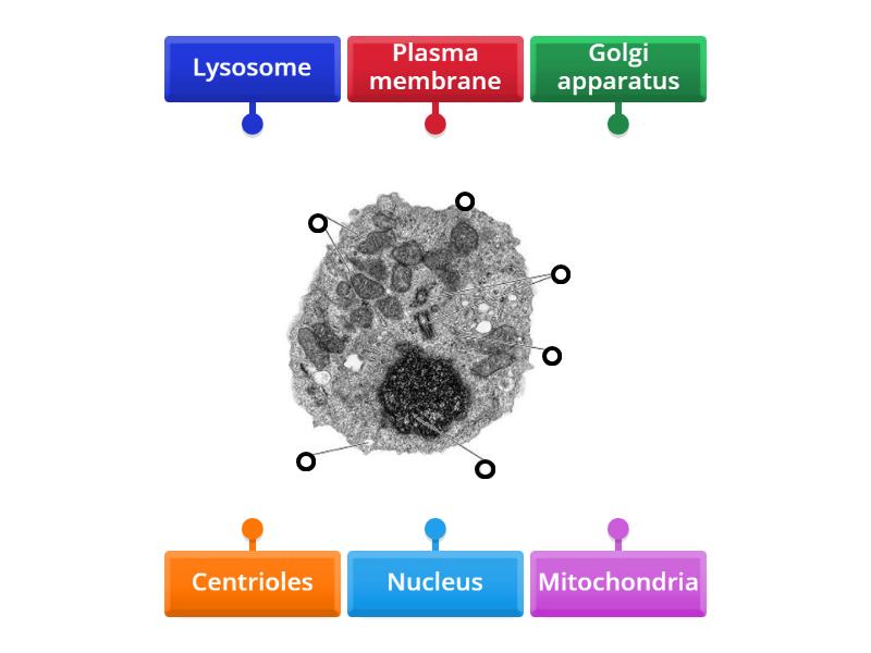 TEM Eukaryotic cell to label - Labelled diagram
