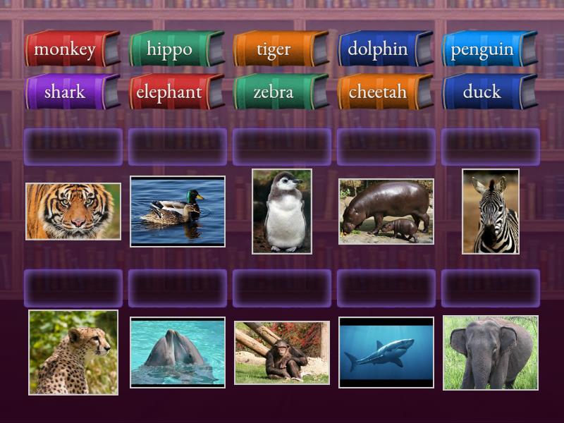 Wild Animals - Match up