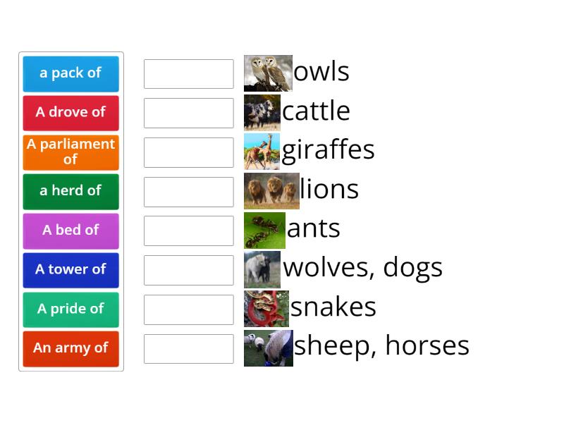 Collective nouns with animals - Match up