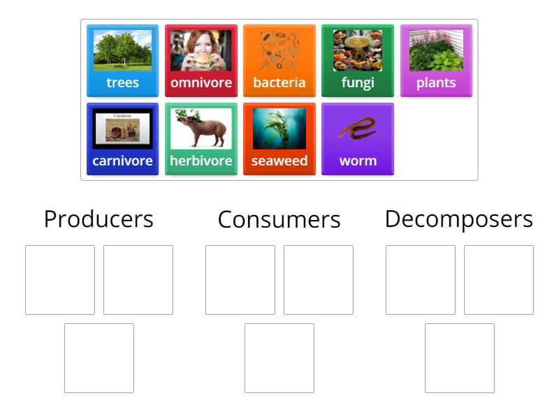 Producers/Consumers/Decomposers - Ordenar por grupo