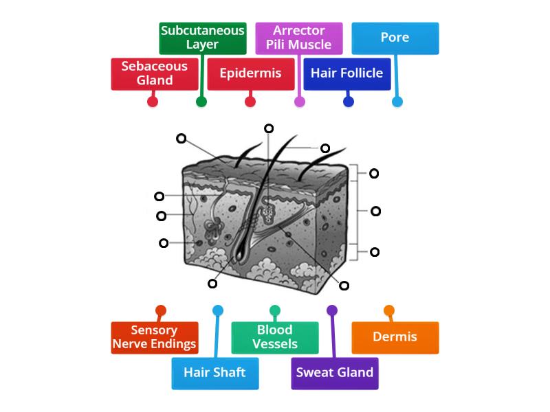 Structure of the skin - Labelled diagram