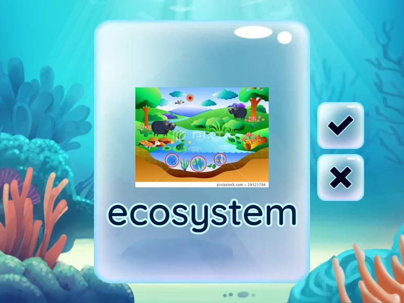 The Great Garbage Patch - Flash cards