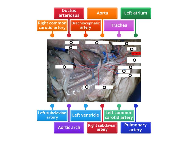 Major Blood Vessels of Pig - Labelled diagram