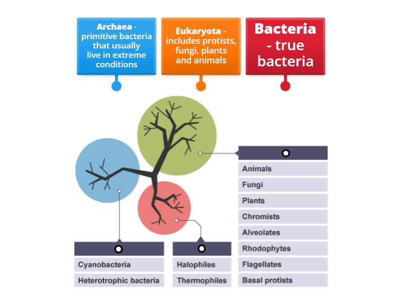 3 Domain System - Labelled diagram