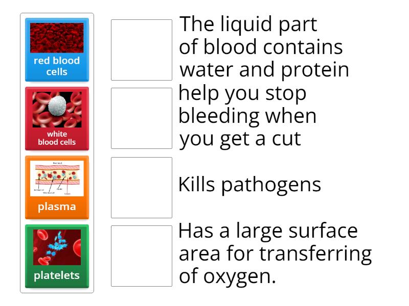 Blood Cells and their function - Match up