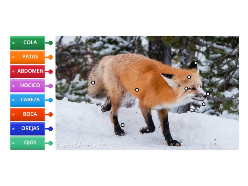 LAS PARTES DEL CUERPO DE LOS ANIMALES - EL ZORRO - Labelled diagram