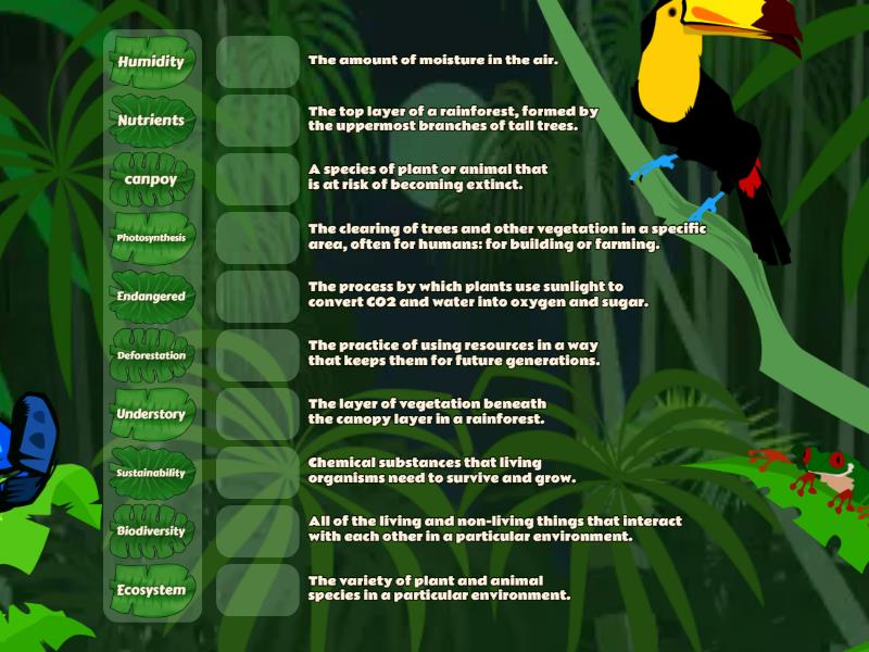 Ecosystems: Rainforests - Match up