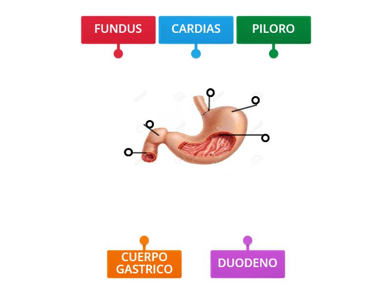 ESTRUCTURA DEL ESTÓMAGO - Diagrama con etiquetas