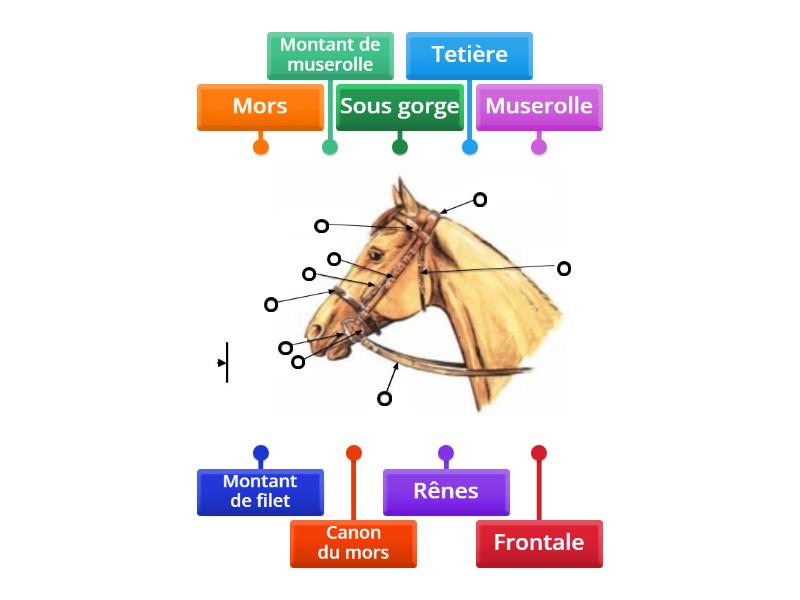Les parties du filet - Labelled diagram
