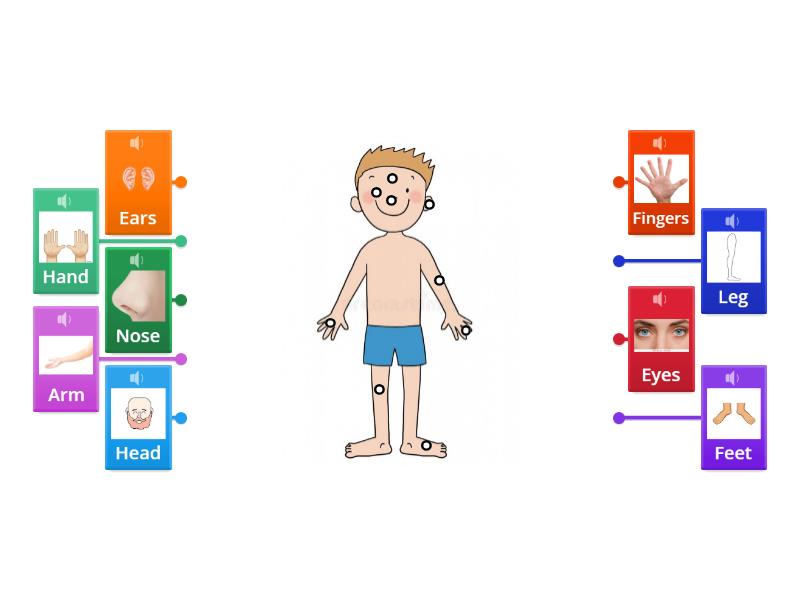 Body parts - Labelled diagram