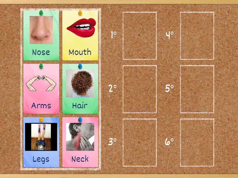 Body parts - Rank order