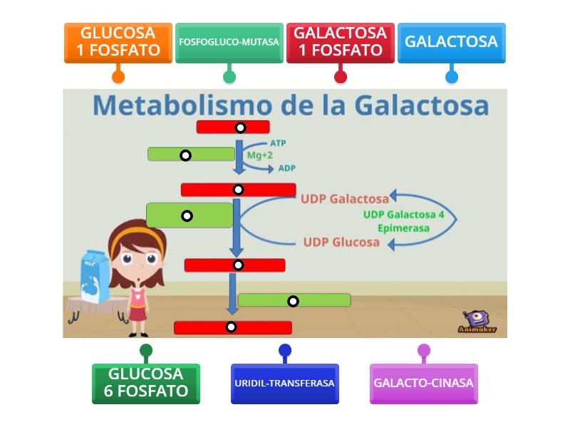METABOLISMO DE LA GALACTOSA - Labelled diagram