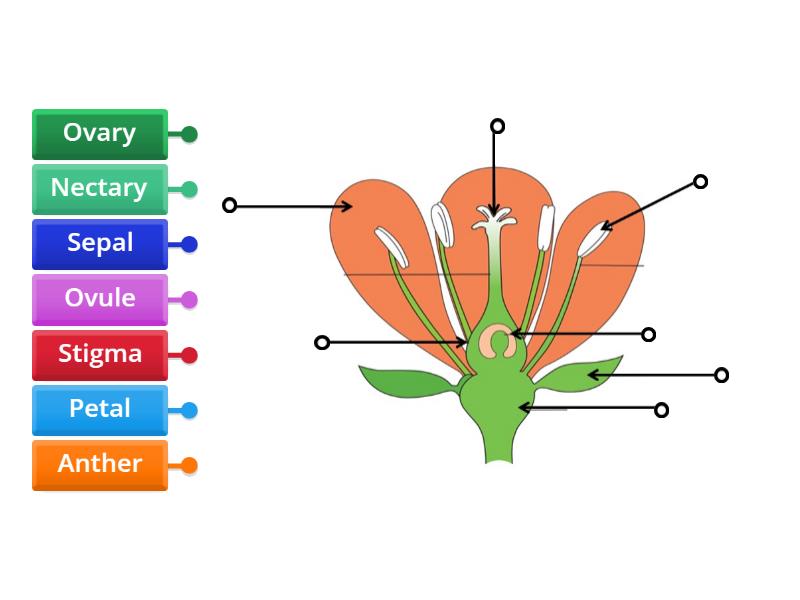 Braes BGE S1 Living Things Structure of a Flower Diagram - Labelled diagram