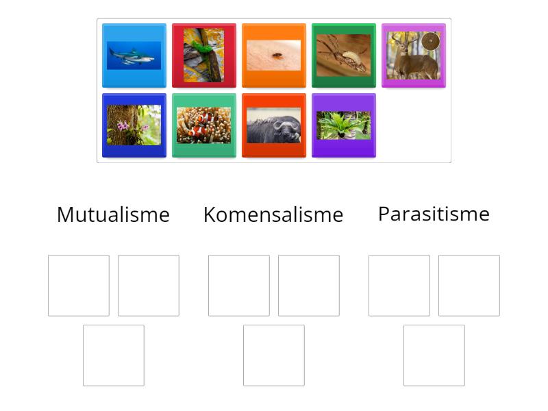 Interaksi Sesama Organisma - Group sort