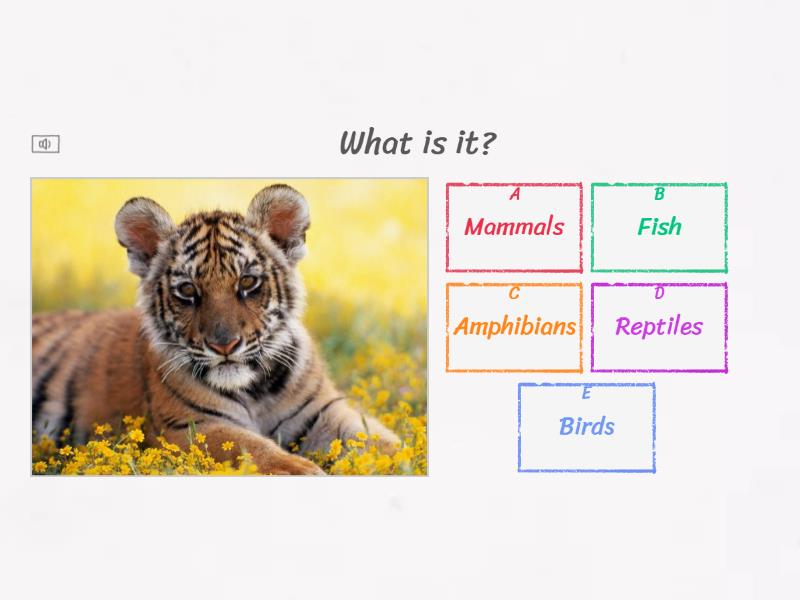 Vertebrates Animals_ - Quiz