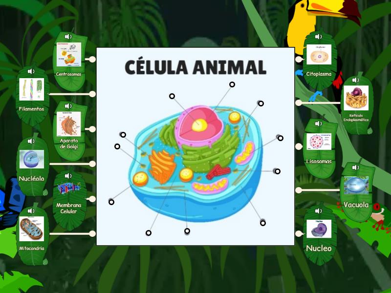 Partes de la Celula Animal - Labelled diagram