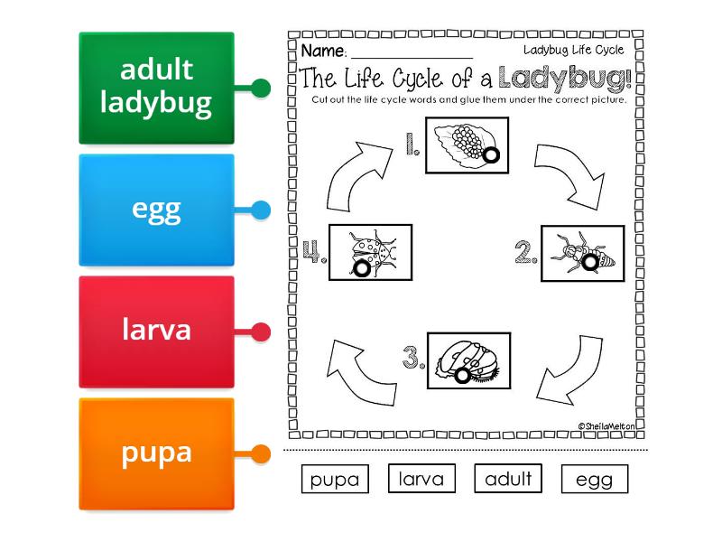 Life Cycle of a Ladybug Labeled Diagram (3rd grade Science) - Labelled ...