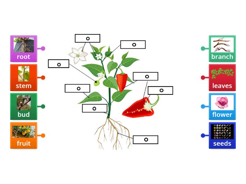 KB3 Unit6 Clil Plants label - Labelled diagram