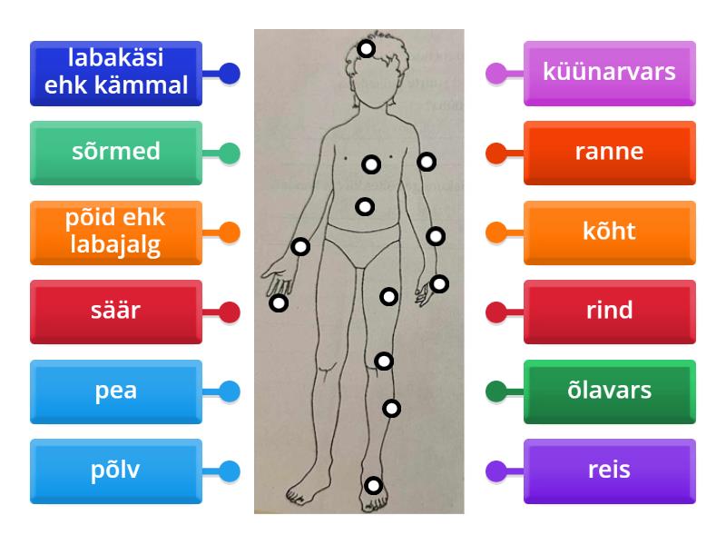 Keha - Labelled diagram