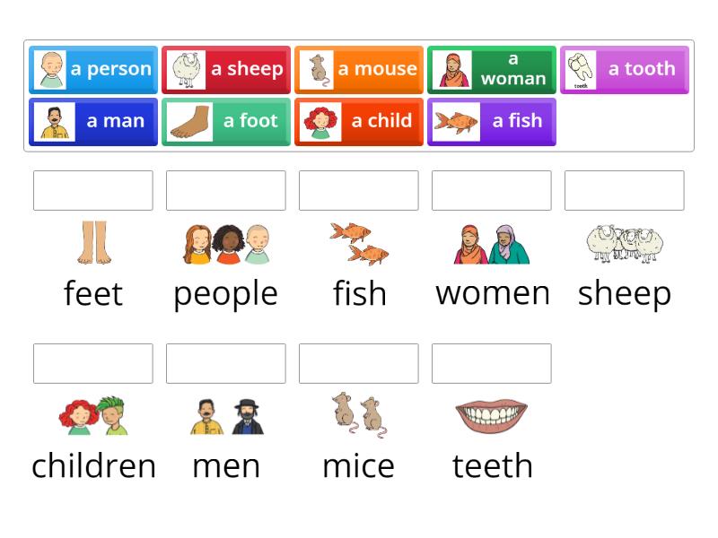 irregular plurals matching - Match up