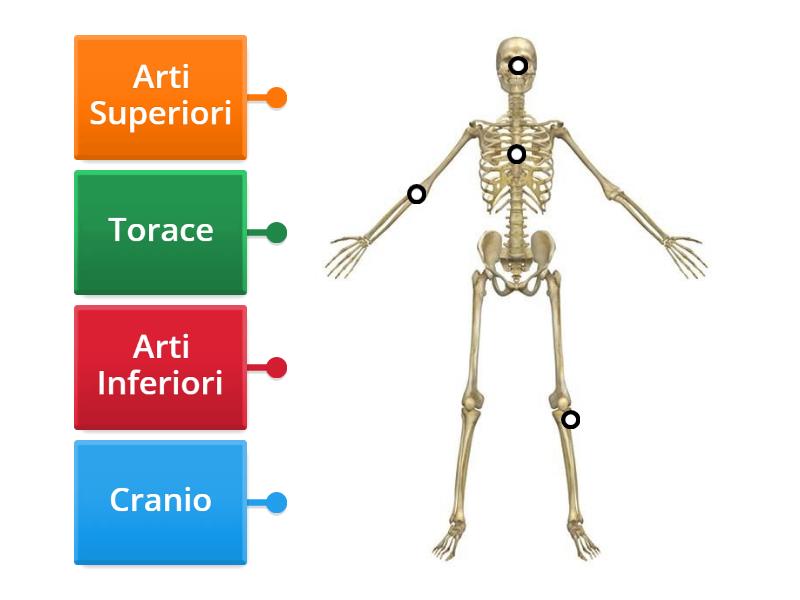 Sistema SCHELETRICO - Labelled diagram