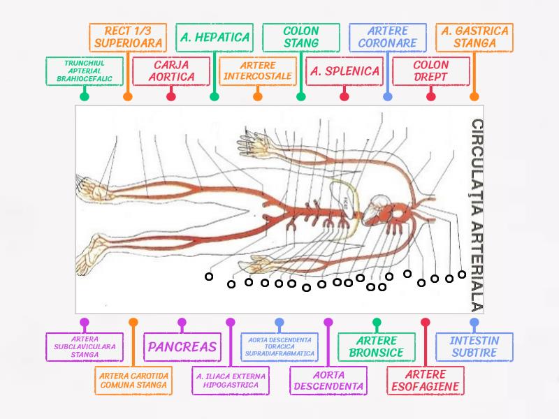Circulatia Arteriala partea 1 - Labelled diagram