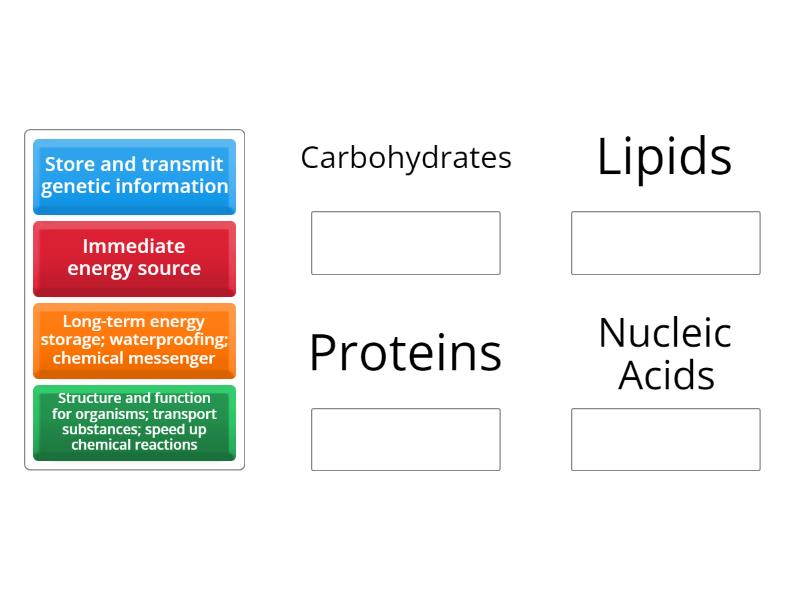 Macromolecules - Main function(s) - Group sort