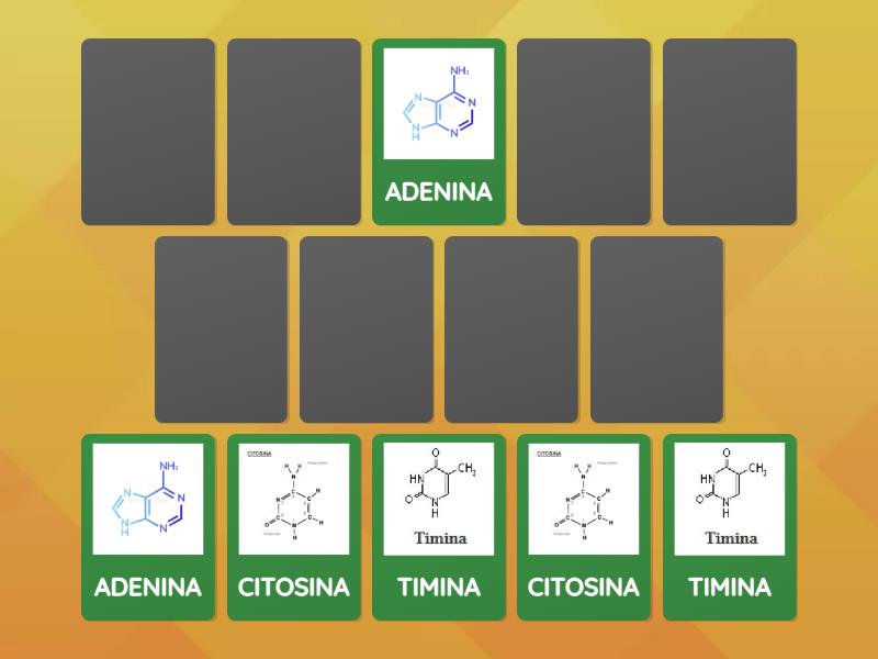 DNA - Matching pairs