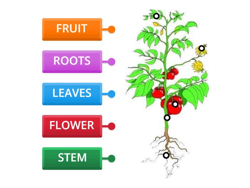 Parts of the plant - Labelled diagram