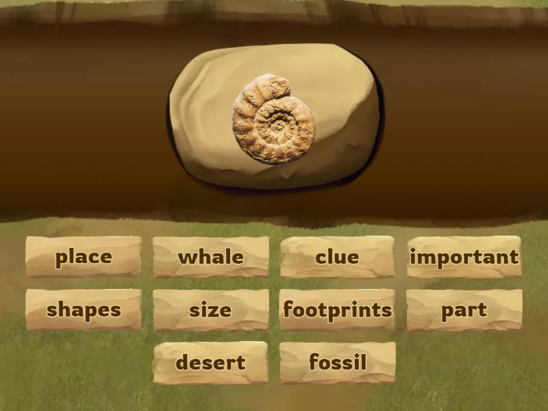 fossils - Find the match