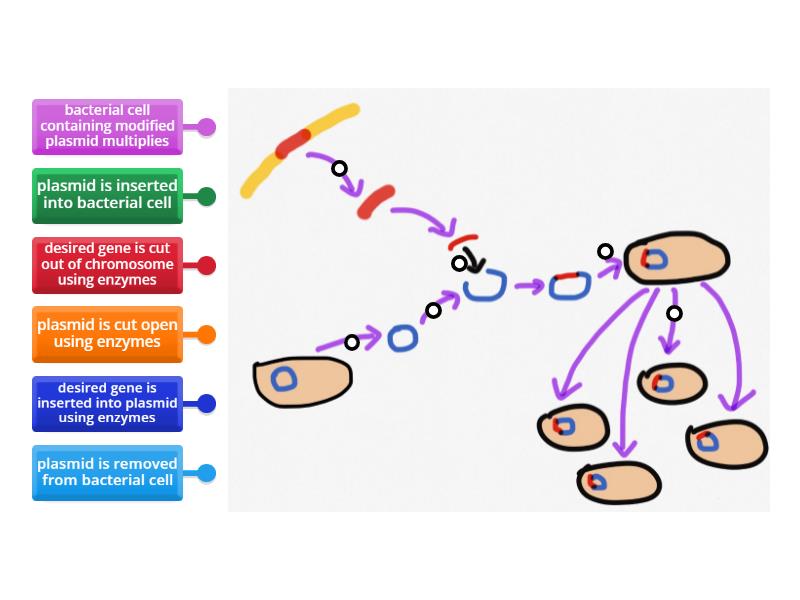 1.6 Genetic Engineering Stages - Labelled diagram
