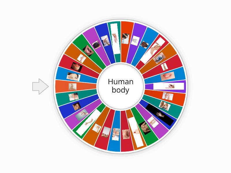 Human body - vocabulary - Random wheel