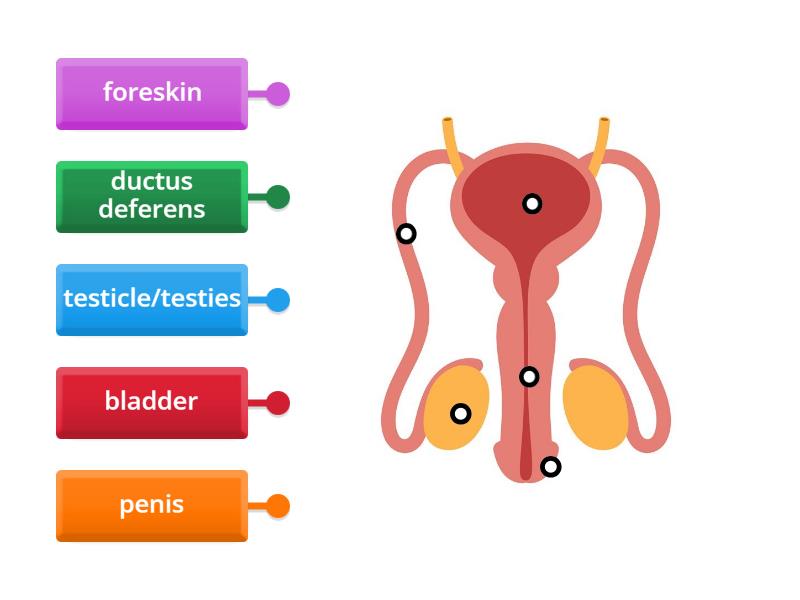 Male reproductive system - Labelled diagram