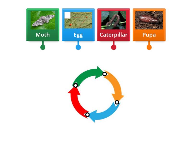 Moth life cycle - Labelled diagram