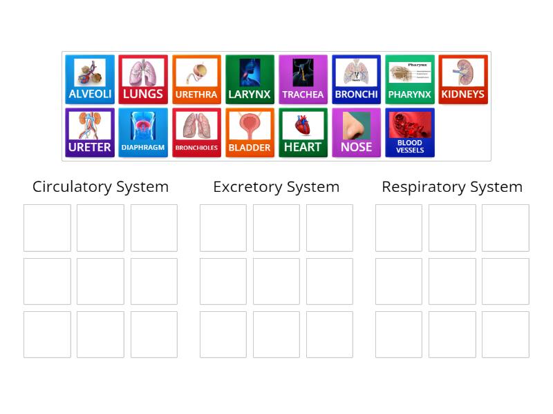 Body Systems - Bilingual 5 - B5 - Group sort