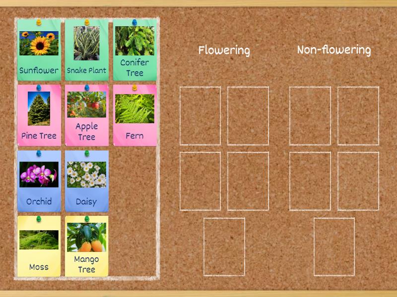 Flowering and Non-flowering plants - Group sort