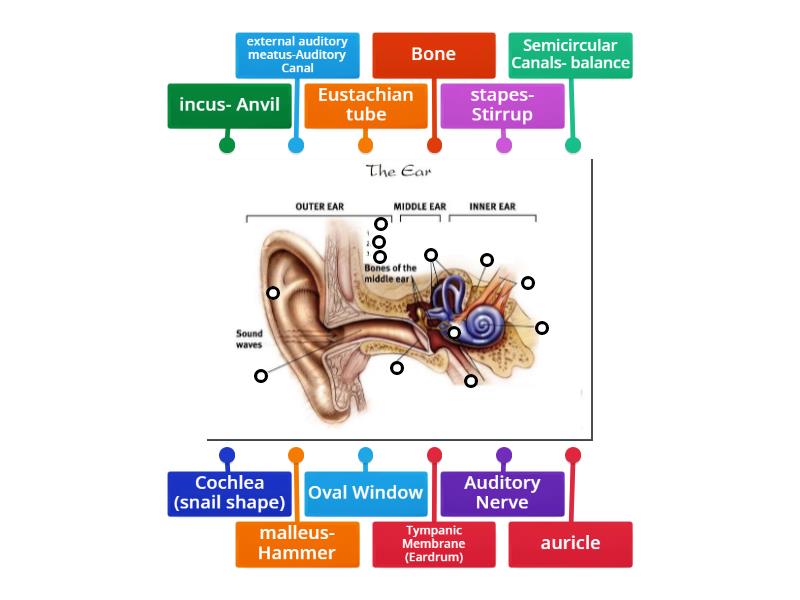 The Ear - Labelled diagram