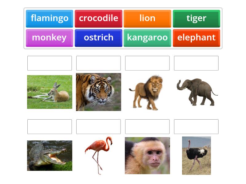 Animals 3rd grade - Match up